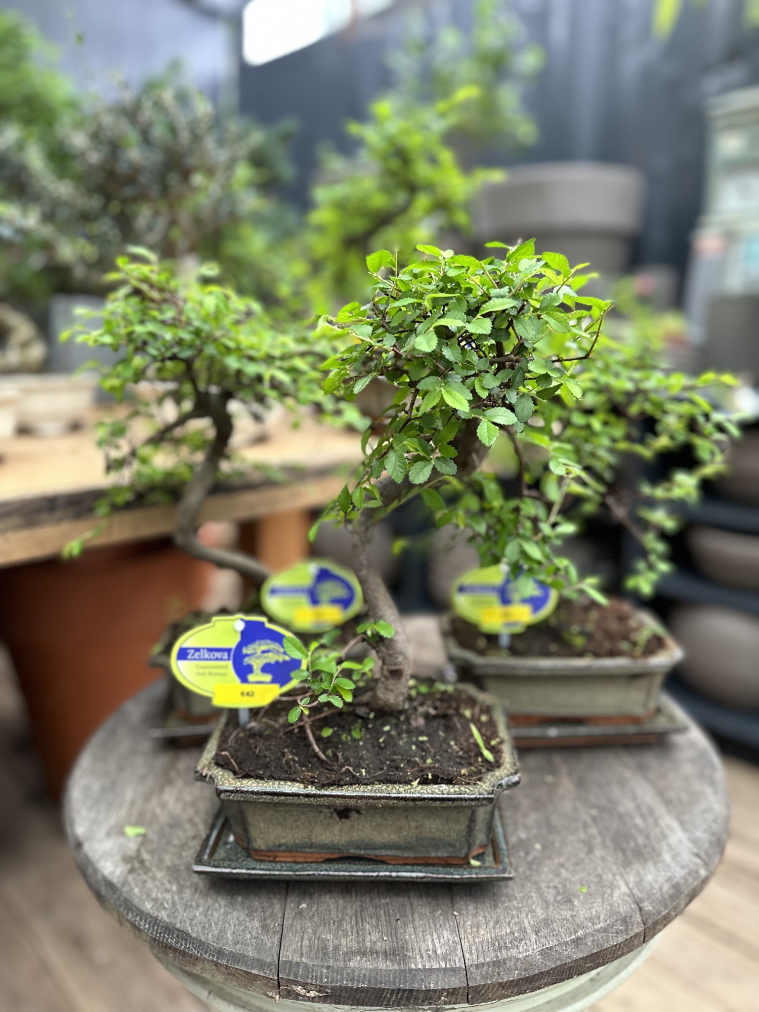 Bonsai – Bud Garden Centre
