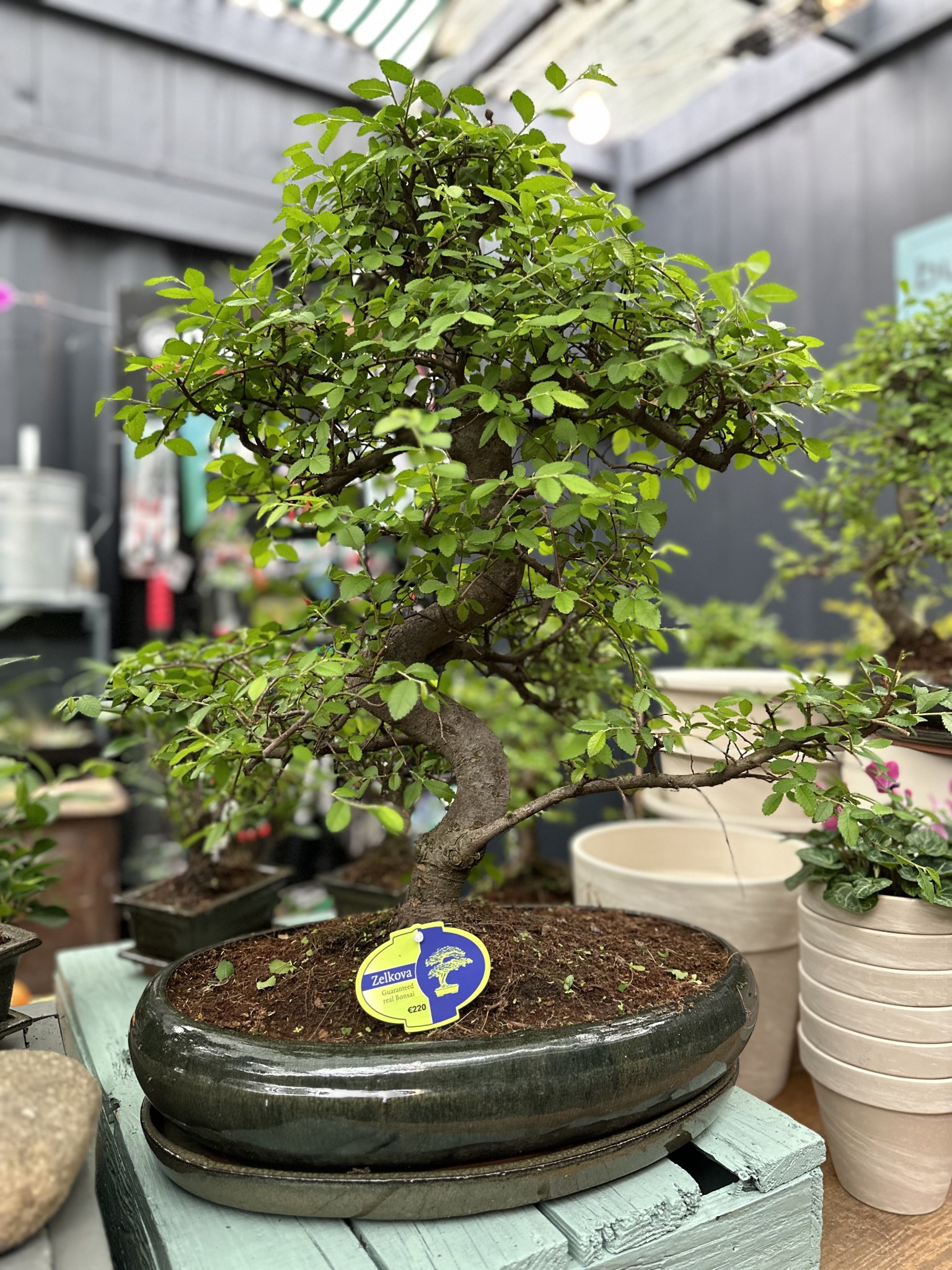 Bonsai – Bud Garden Centre