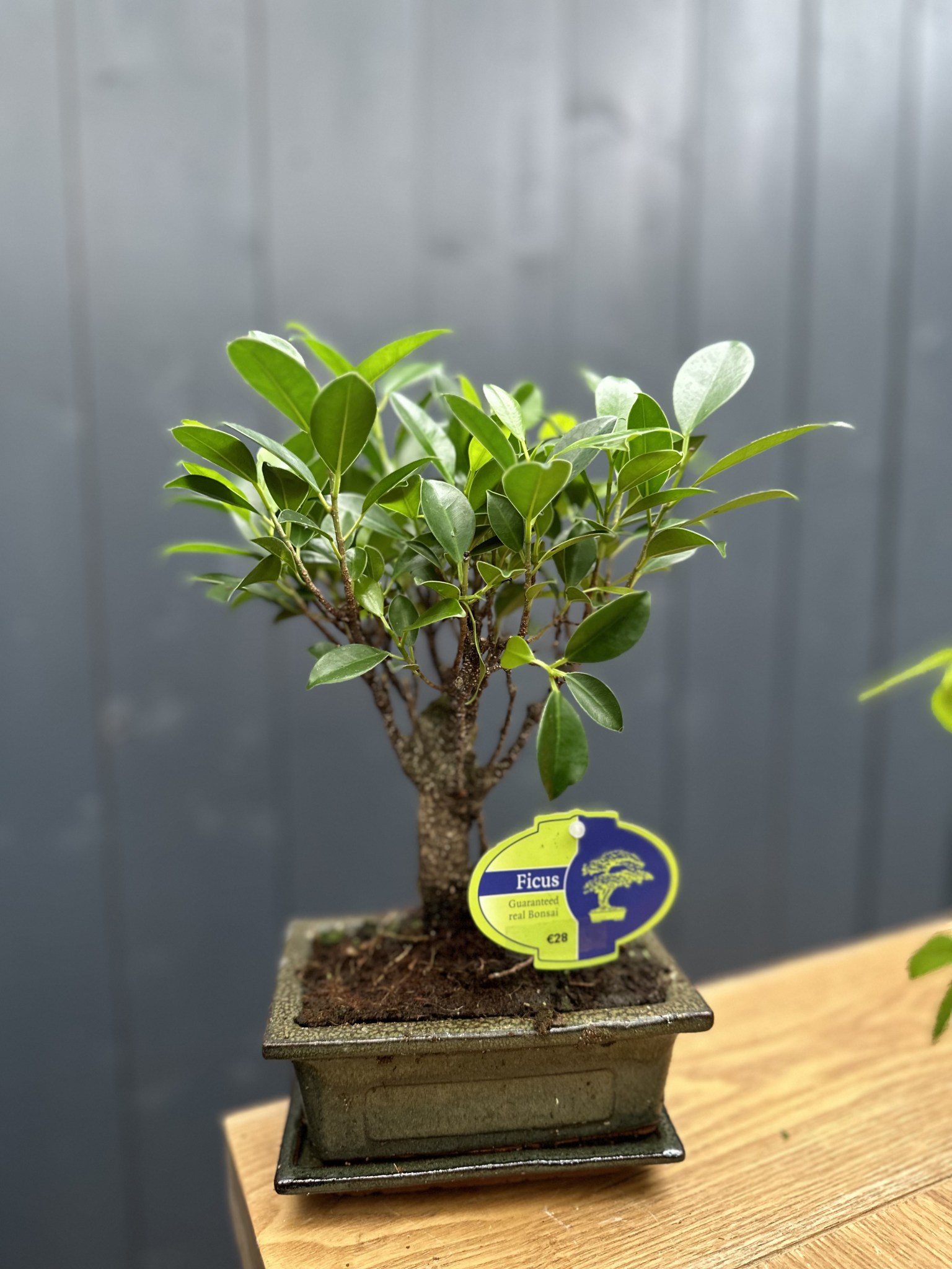 Bonsai – Bud Garden Centre
