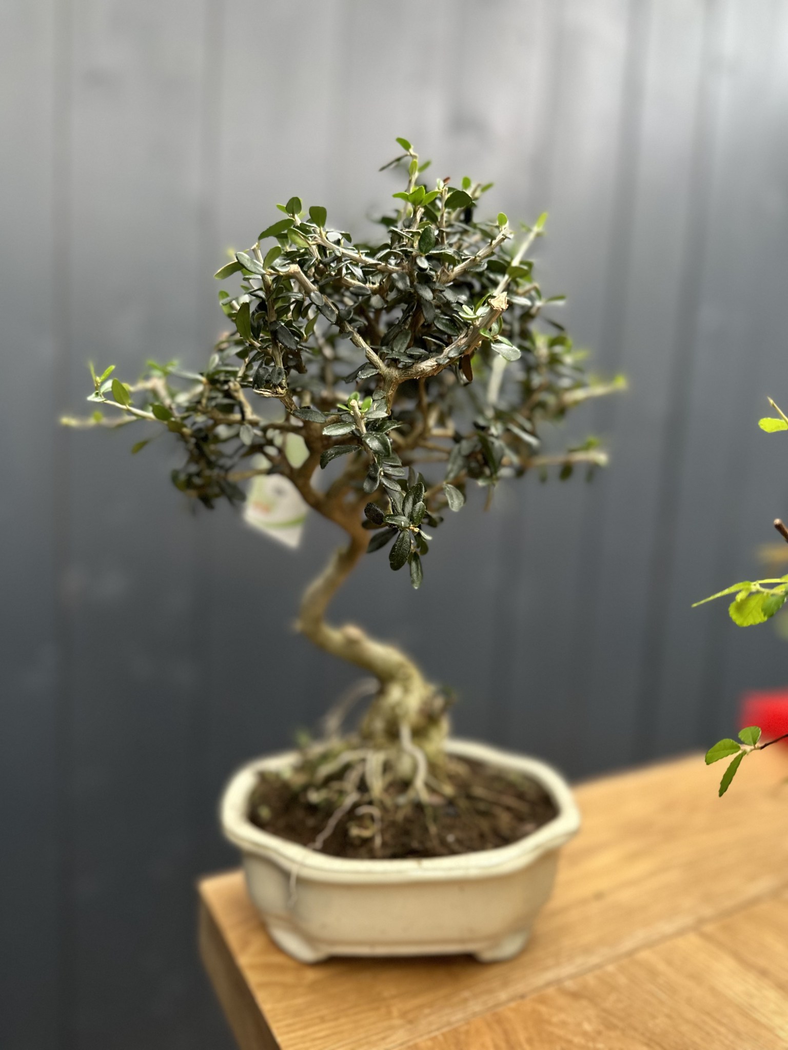 Bonsai – Bud Garden Centre